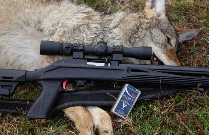 .22LR Ammo: Top Hunting Loads Tested - Gun Digest